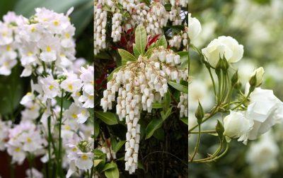 8 mejores flores blancas para tu jardínGuía de Jardinería