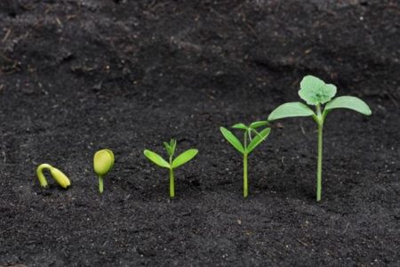 ¿Qué son los cotiledones?