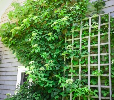 8 enredaderas con flores que le darán alegría tu jardínGuía de Jardinería