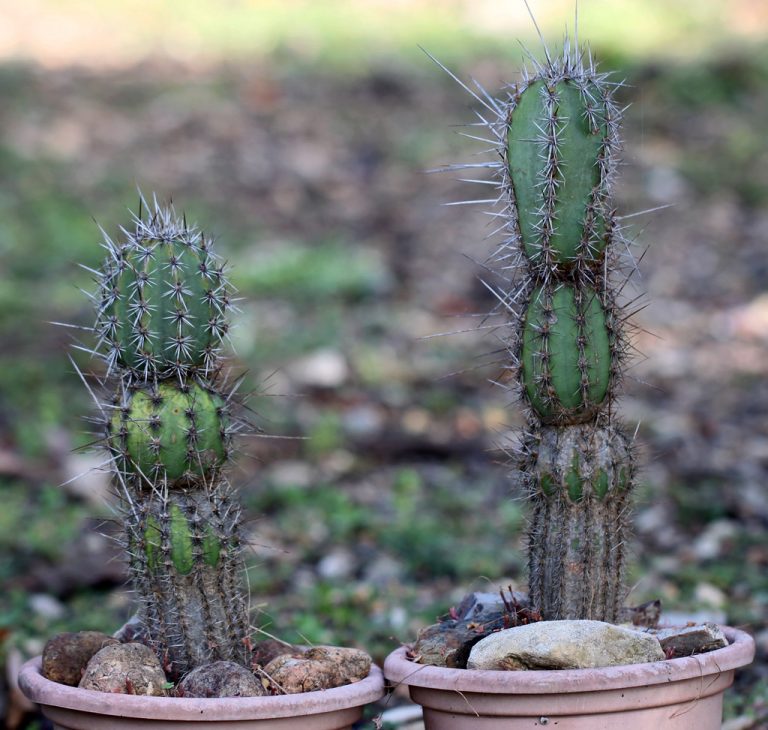 10 tipos de cactus y suculentas para personas ocupadas