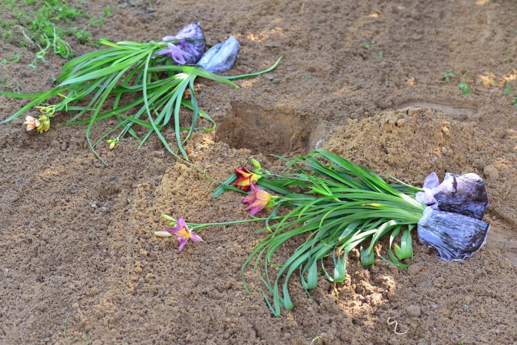 Cómo realizar un trasplante de azucenas
