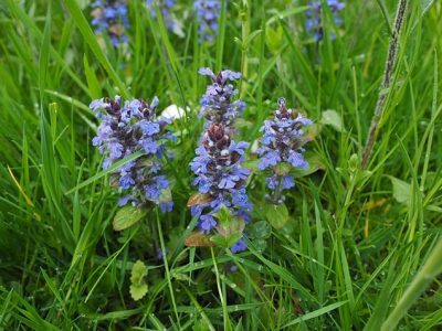 Propaga las plantas de Ajuga esta primavera