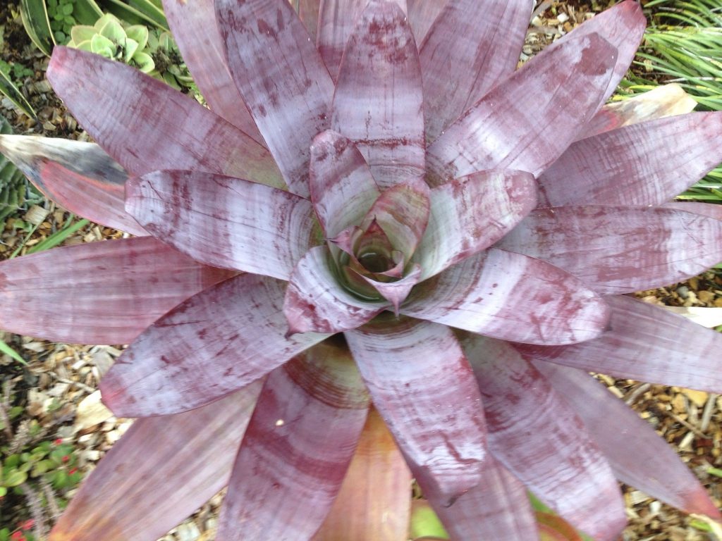 Cómo cultivar la alcantarea