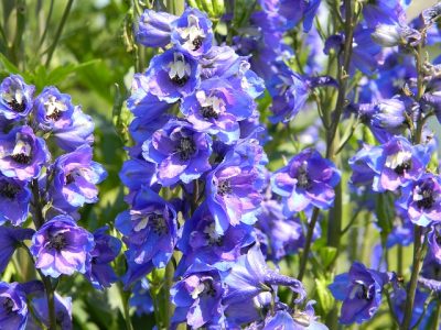 Hermosas flores azules para tu jardínGuía de Jardinería