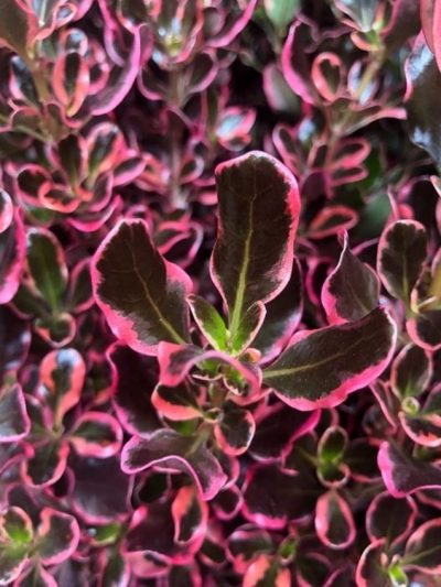 Conociendo a la Coprosma ‘Eclipse’