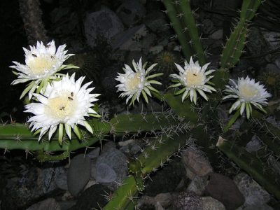 Guía de cuidado y cultivo del actus Castillo de HadasGuía de Jardinería