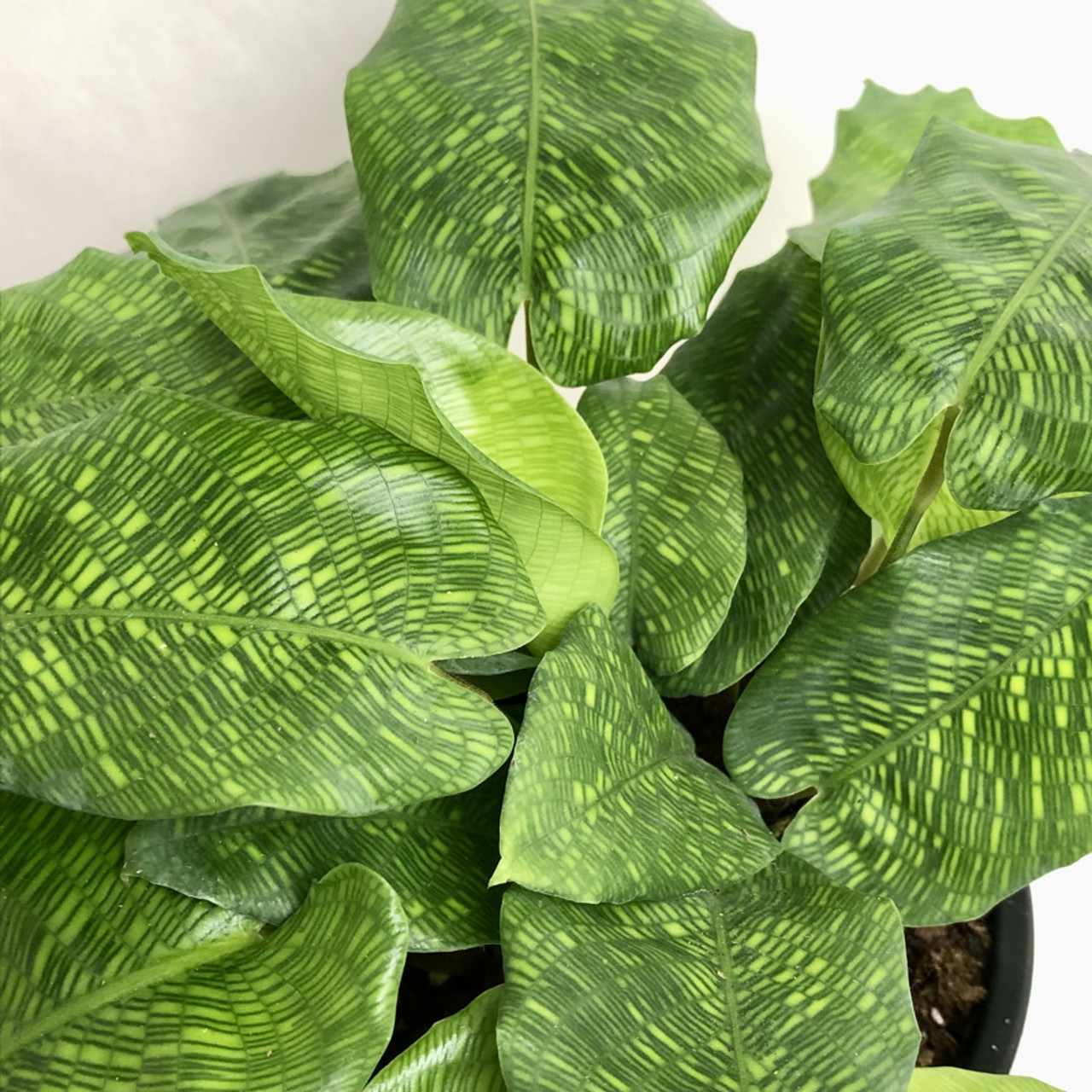 Como cuidar y cultivar la Calathea musaica