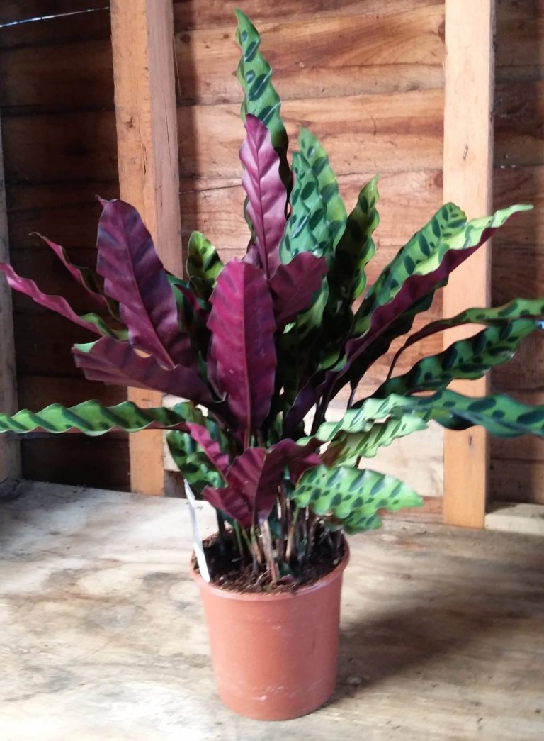 Cómo cultivar la planta serpiente de cascabel