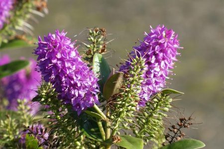 Guía de cuidado y cultivo de la planta HebeGuía de Jardinería