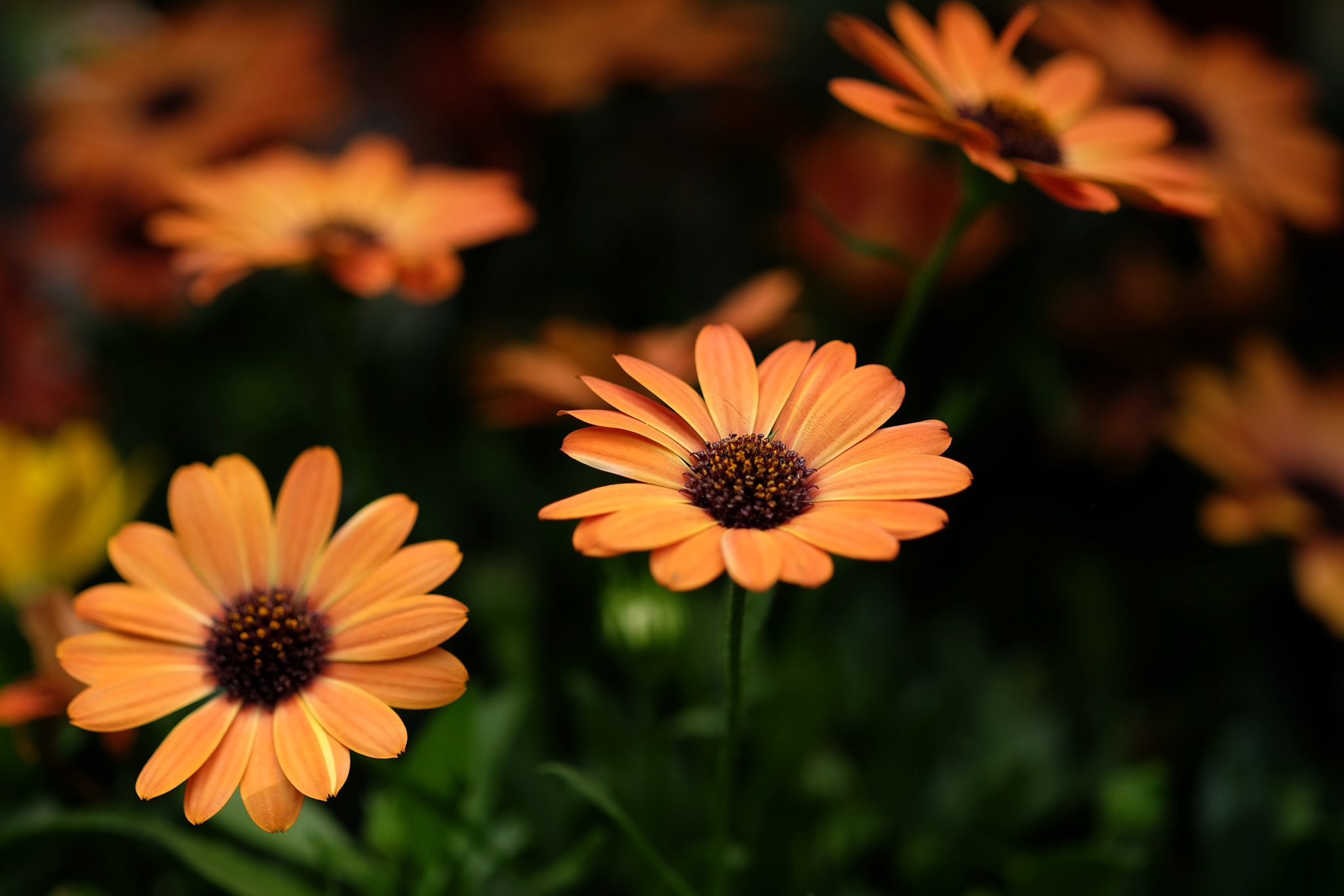 ¿Las margaritas son anuales o perennes?Guía de Jardinería