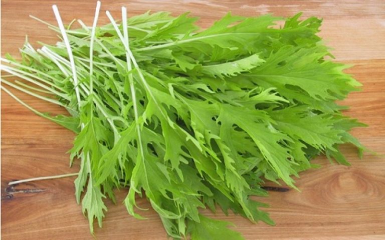 Mizuna o mostaza japonesa: cultivo y cuidados