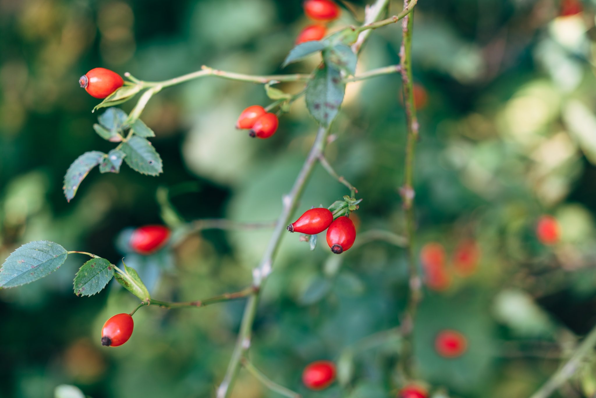 Cómo cosechar y usar la rosa mosquetaGuía de Jardinería