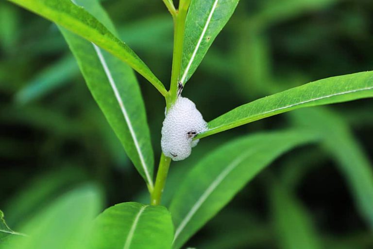 ¿Qué es esa espuma en mis plantas? Descubre los salivazos