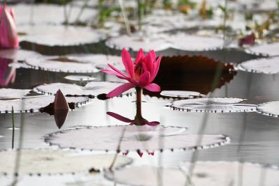 Cómo cultivar plantas de loto en el interior y en el exterior