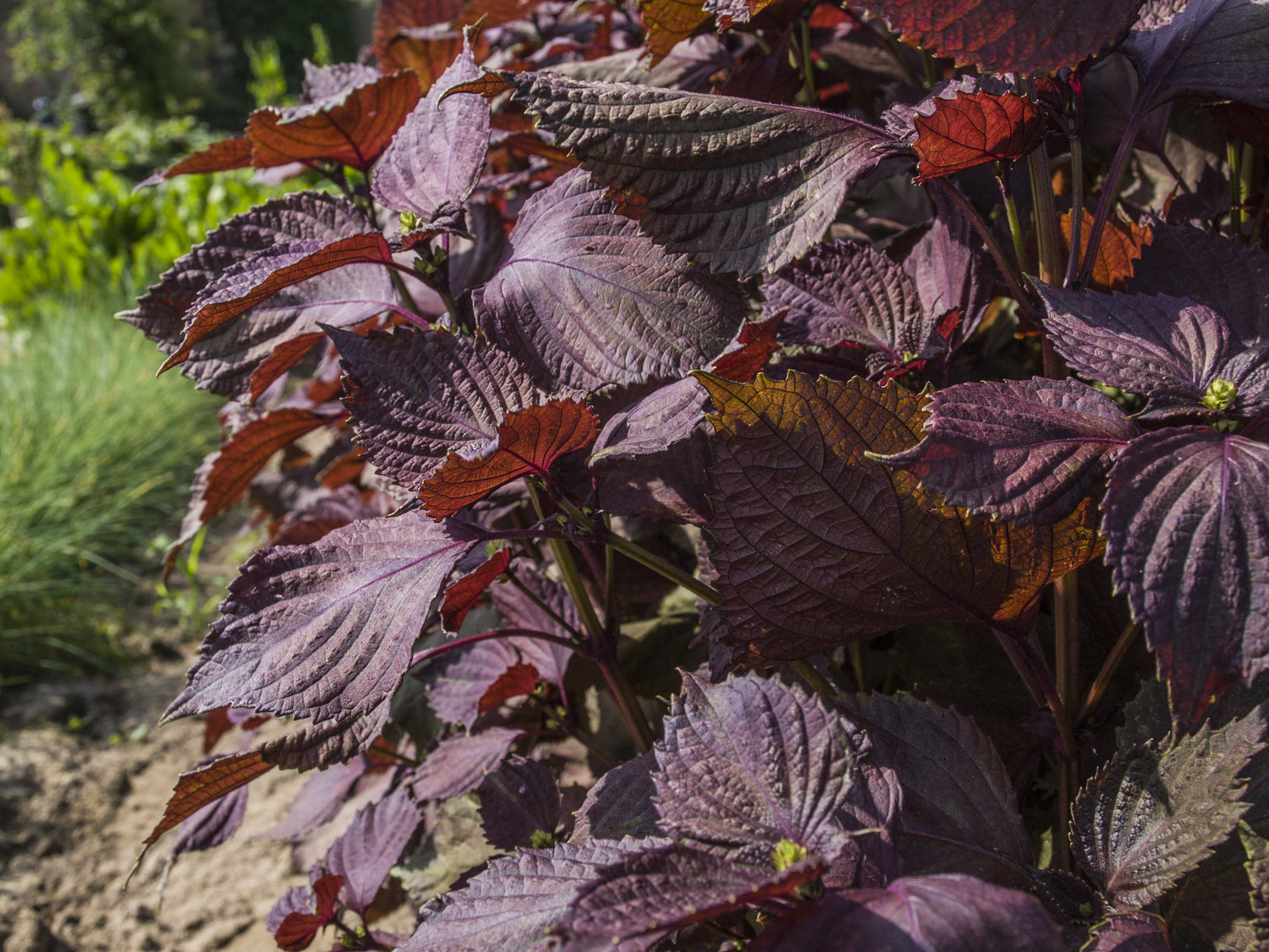 Cómo cultivar shiso en tu jardínGuía de Jardinería