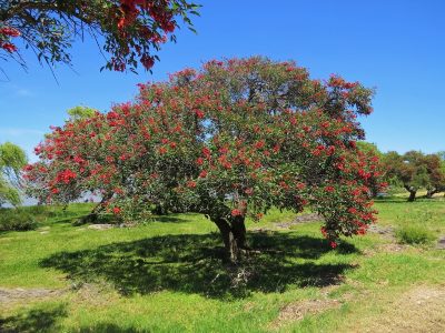 El Ceibo: El Árbol emblemático de América del Sur