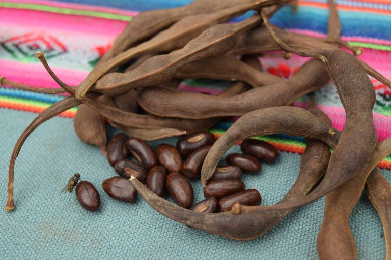 El Ceibo: El Árbol emblemático de América del SurGuía de Jardinería